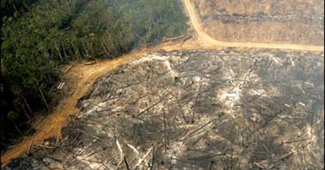 Amazon deforestation rate lowest since 1988 - CBS News