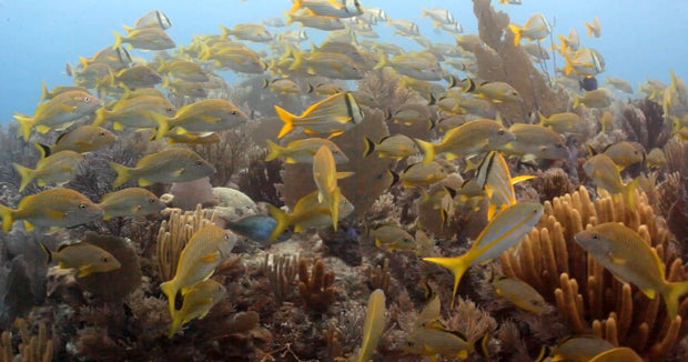 The Gardens of the Queen - CBS News