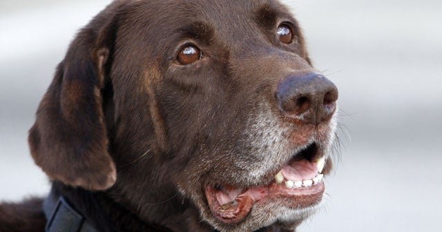 Drug-sniffing dogs an unconstitutional search? - CBS News