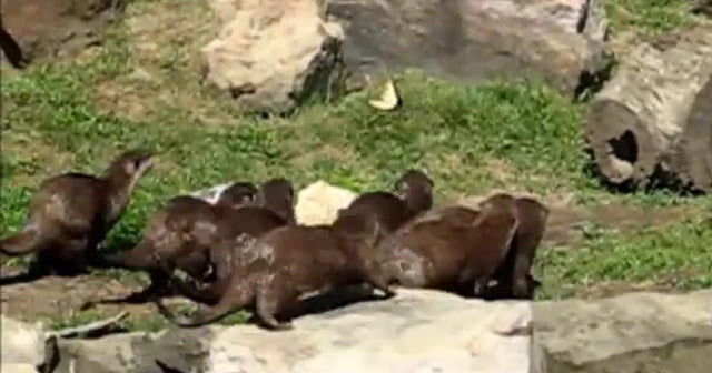 Family of otters chase a butterfly - CBS News