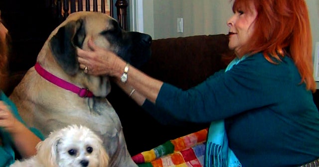 New breed of grandparents fawn over grandpuppies - CBS News
