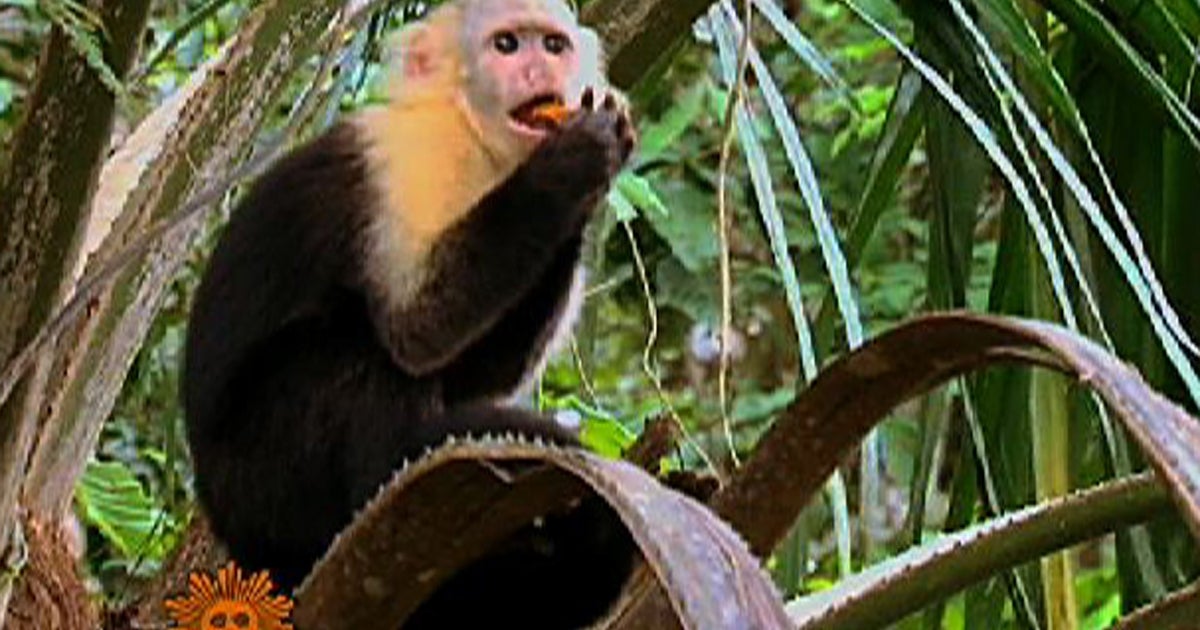White face monkeys in Panama - CBS News