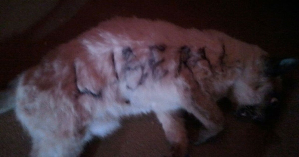 Pol's cat killed; "Liberal" scrawled on body - CBS News