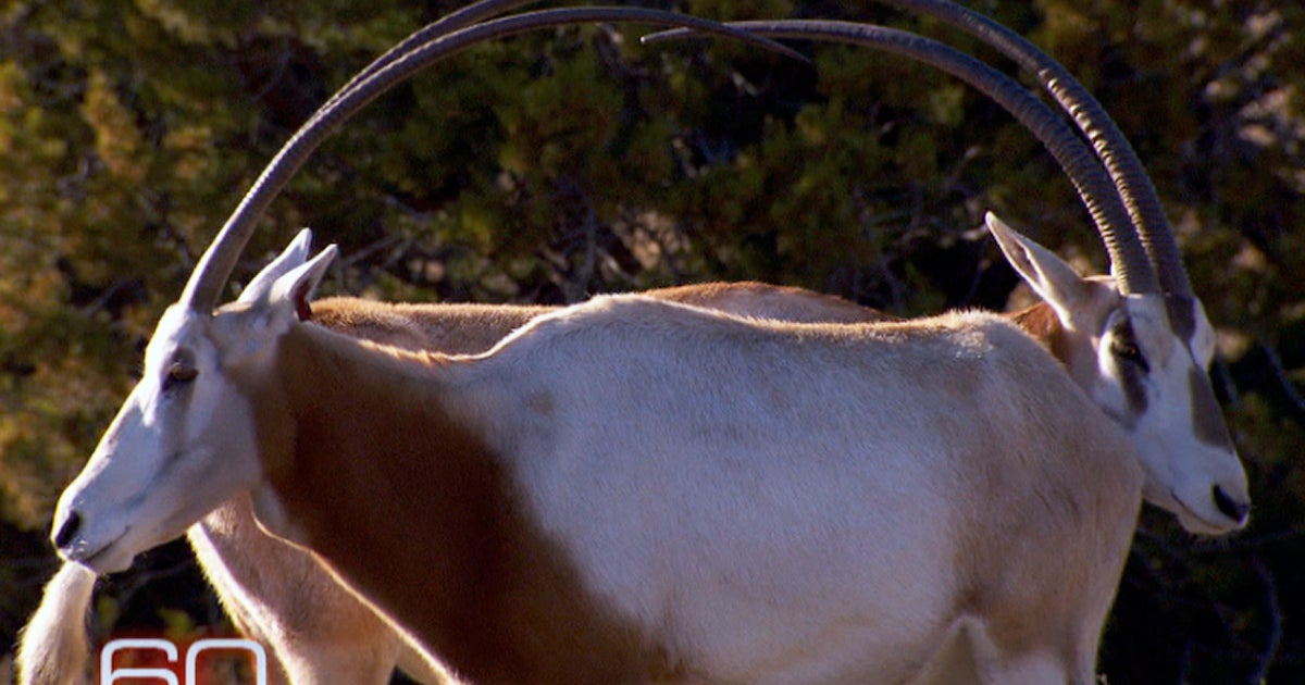 Hunting animals to save them? - CBS News