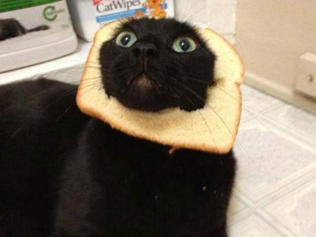 "Breading cats" is latest web photo fad