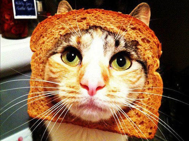 "Breading cats" is latest web photo fad