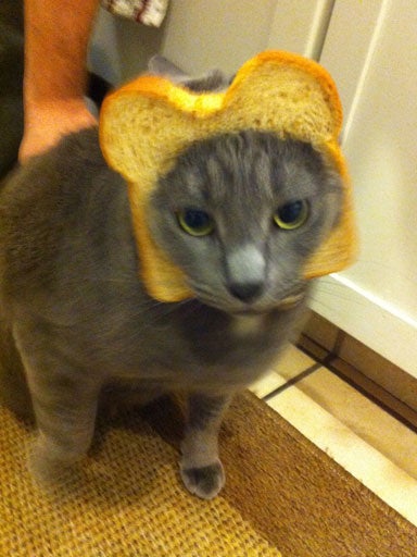 "Breading cats" is latest web photo fad