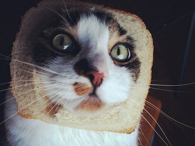 "Breading cats" is latest web photo fad
