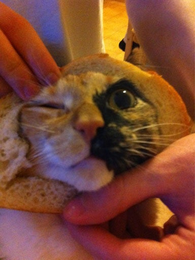 "Breading cats" is latest web photo fad