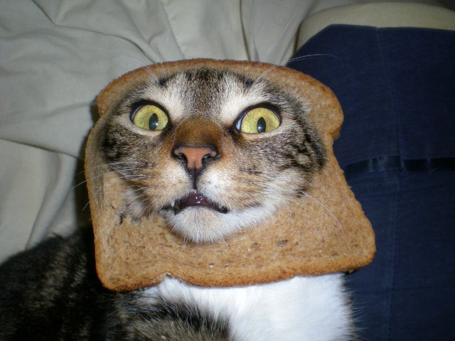 "Breading cats" is latest web photo fad