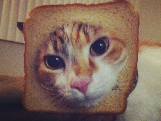 "Breading cats" is latest web photo fad