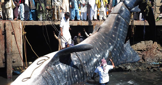 Fishermen reel in 40-foot whale shark