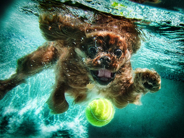 "Underwater Dogs" photos go viral and become a book
