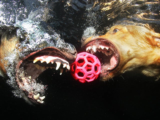 "Underwater Dogs" photos go viral and become a book