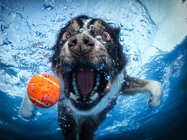 "Underwater Dogs" photos go viral and become a book