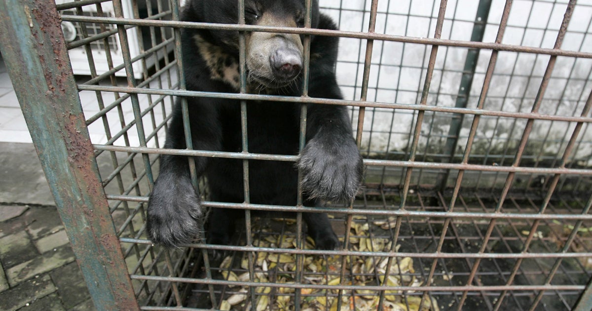 Suffering at Indonesia's "nightmare zoo"