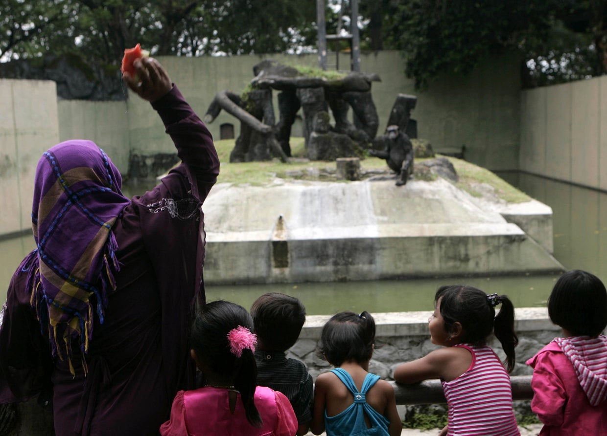 Suffering at Indonesia's "nightmare zoo"