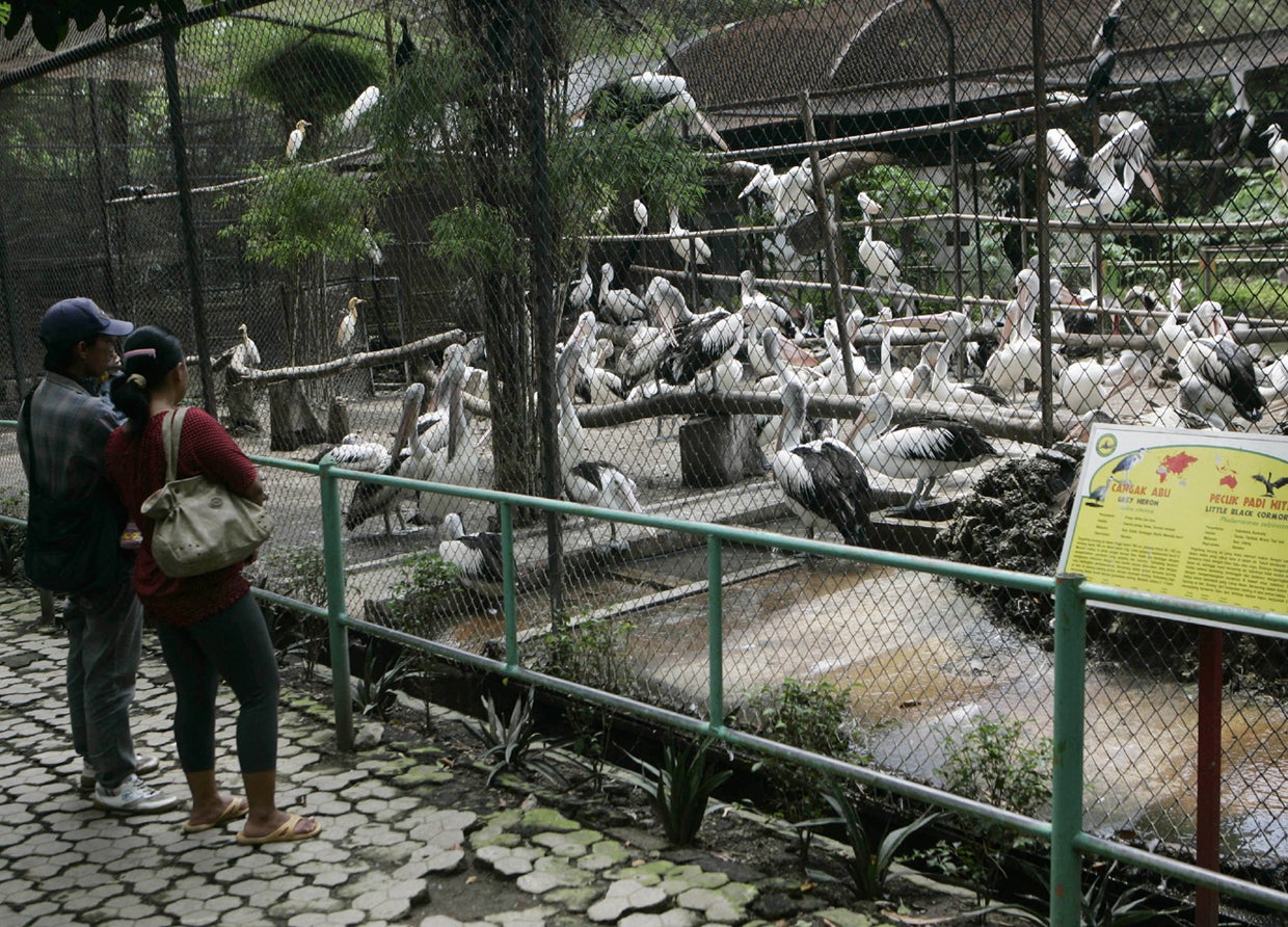 Suffering at Indonesia's "nightmare zoo"