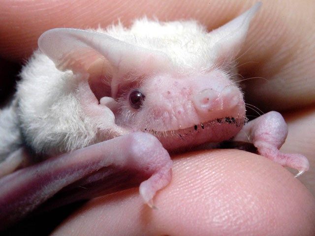 Rare albino animals
