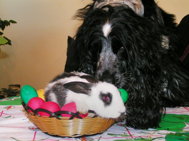 7 Easter treats that might kill your cat or dog