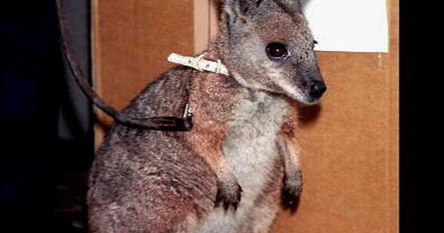 Man sentenced for harboring wallaby in western Pa. - CBS News