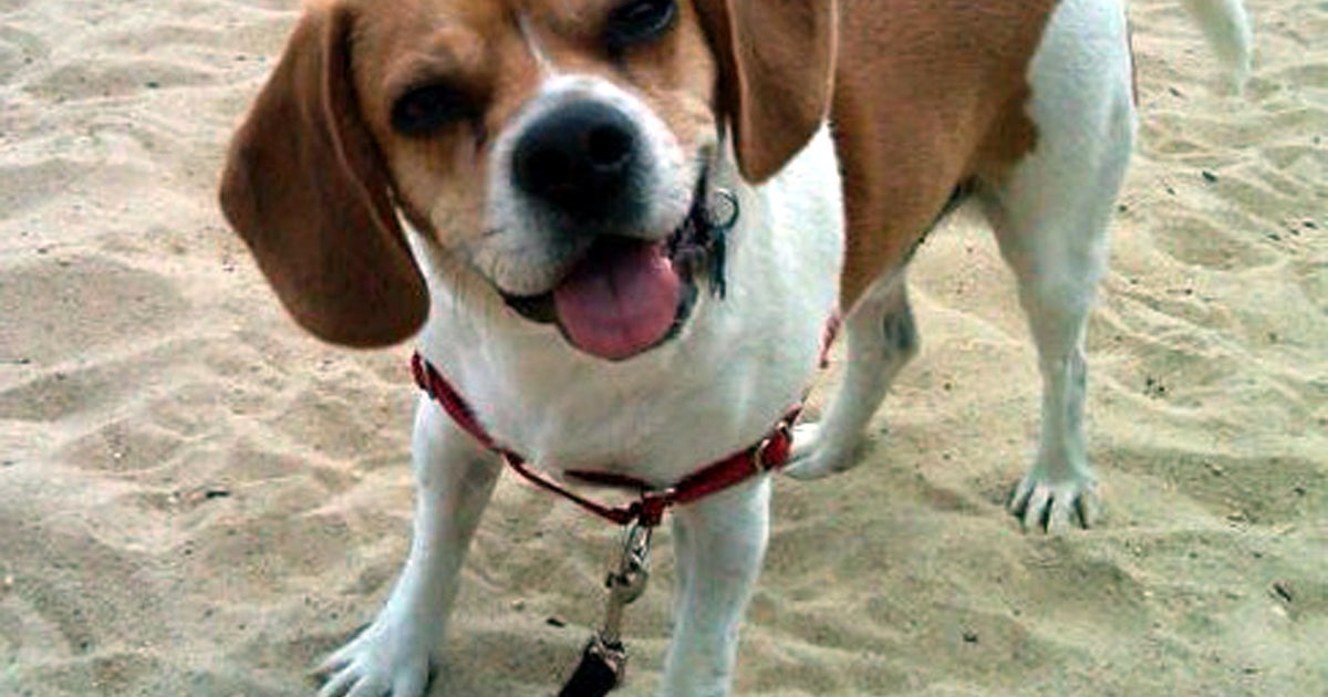 New Yorker Craig Dershowitz: I spent more than $60,000 in dog custody ...
