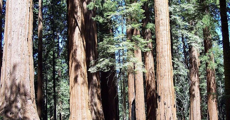 Epic drought stressing California's Giant Sequoias - CBS News