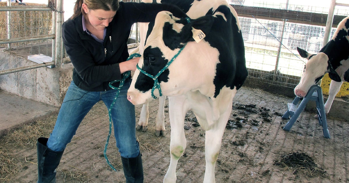 Dairies pamper their cows with massages, waterbeds - CBS News