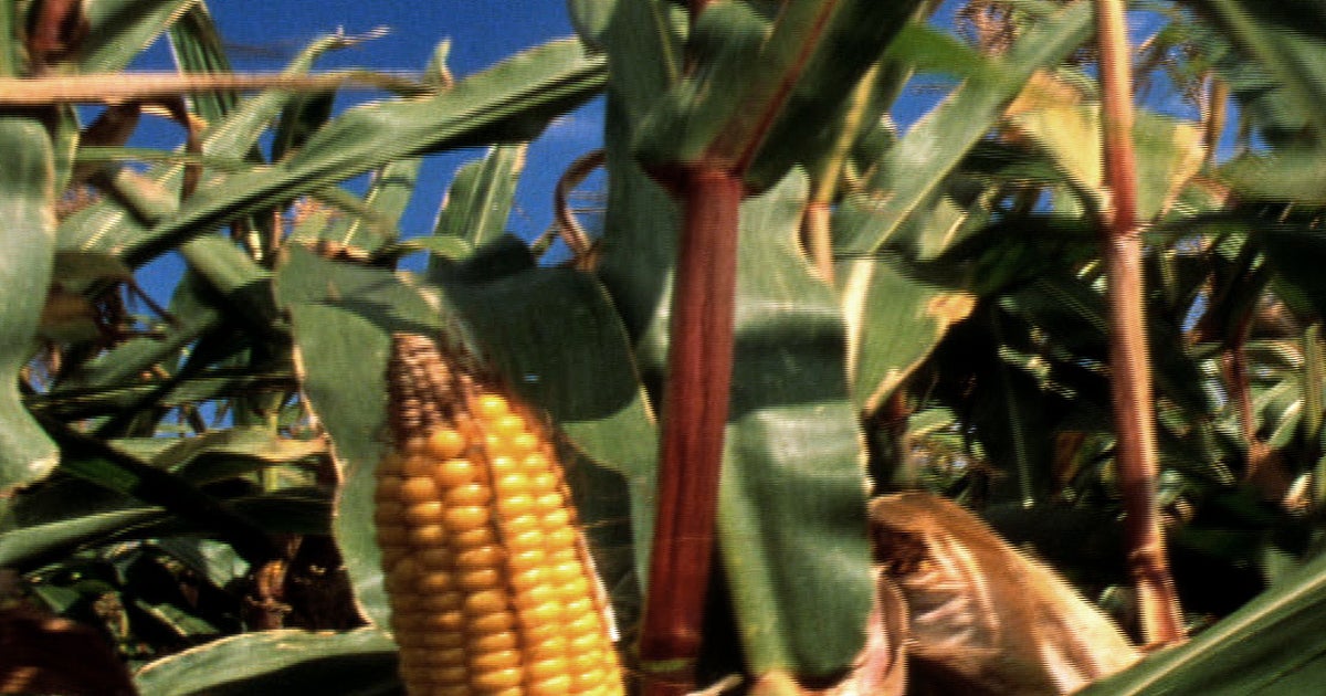 Controversy flares over "Agent Orange corn" - CBS News