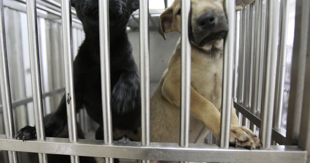 Taiwan photographer's crusade: Doomed shelter dogs - CBS News