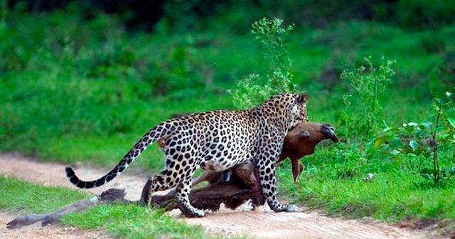 Dramatic hunting leopard caught on camera - CBS News