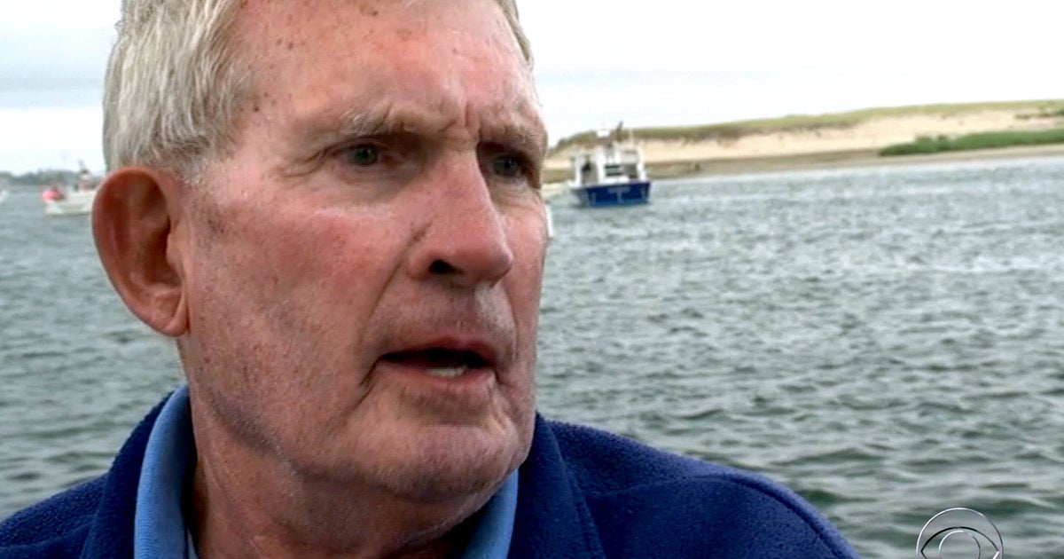 Seals to blame for shark attacks, experts say - CBS News