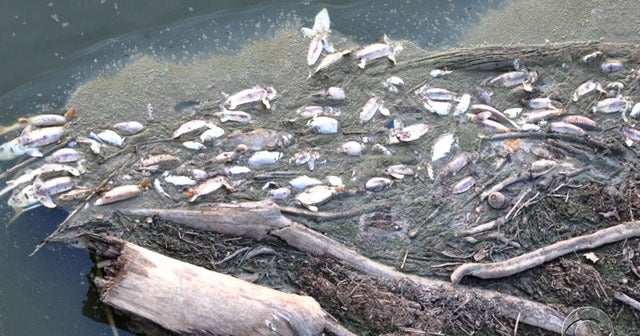 Midwest drought causing fish kills -- and hurting fishing business ...
