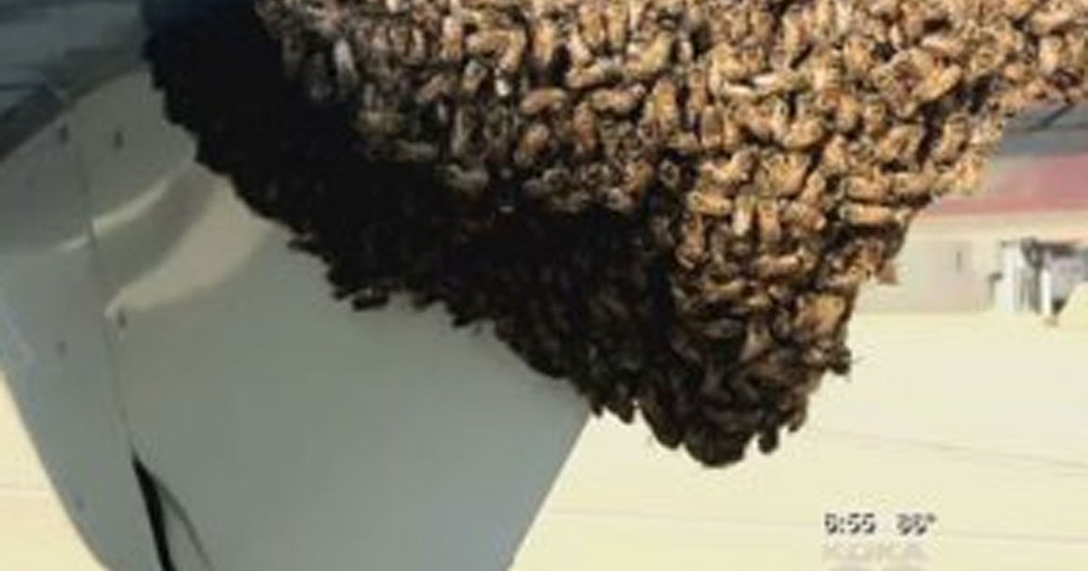 Bees delay Delta flight at Pittsburgh International Airport - CBS News