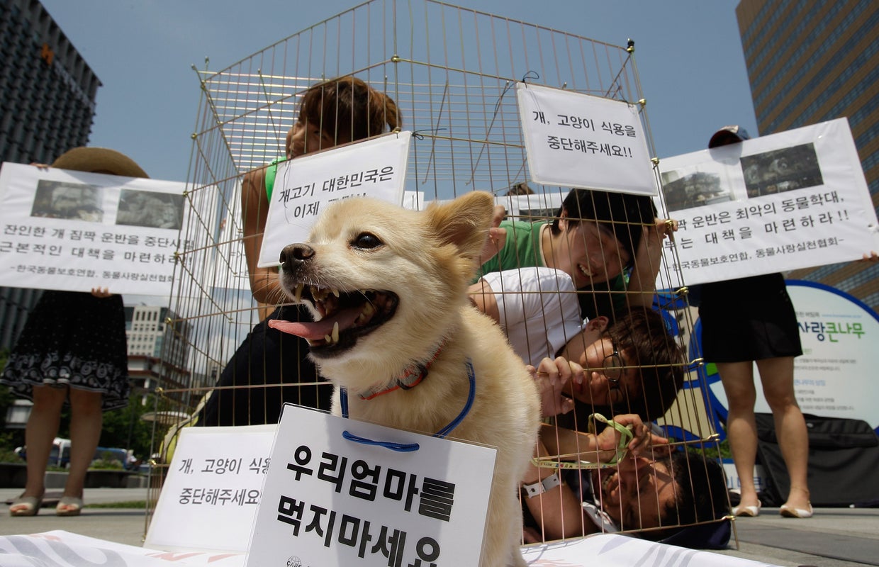 Anti-dog meat protest held in South Korea