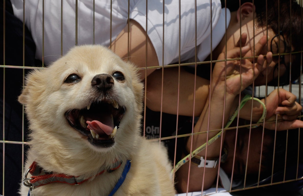 Anti-dog meat protest held in South Korea