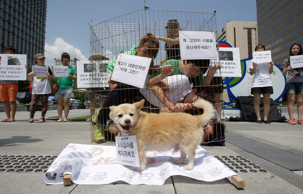 Anti-dog meat protest held in South Korea