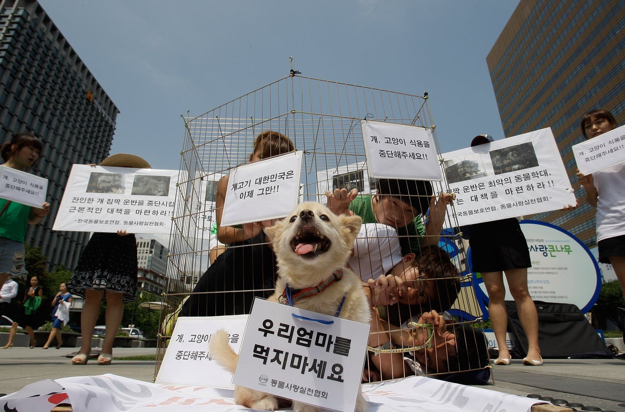 Anti-dog meat protest held in South Korea