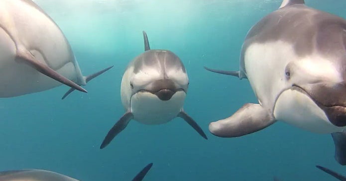 Spectacular footage of dolphins swimming underwater will leave you in ...