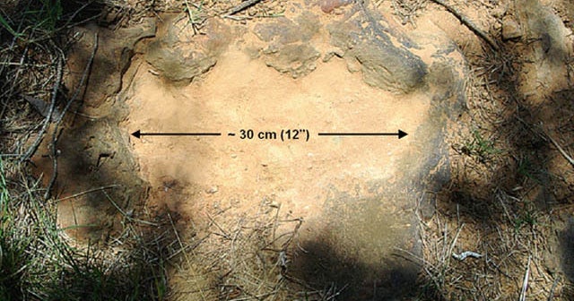 NASA finds dinosaur prints in own backyard - CBS News