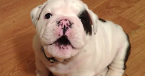 Bentley the bulldog is a bit of a fussy puppy (and totally adorable ...