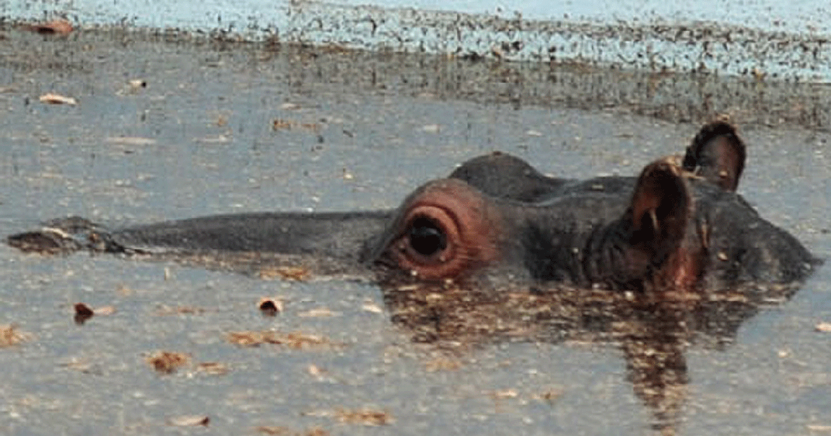 Hippo in pool dies during rescue effort - CBS News
