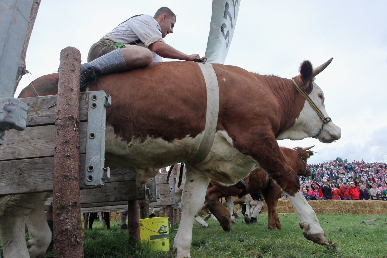 Bavarian Ox Racing Championships