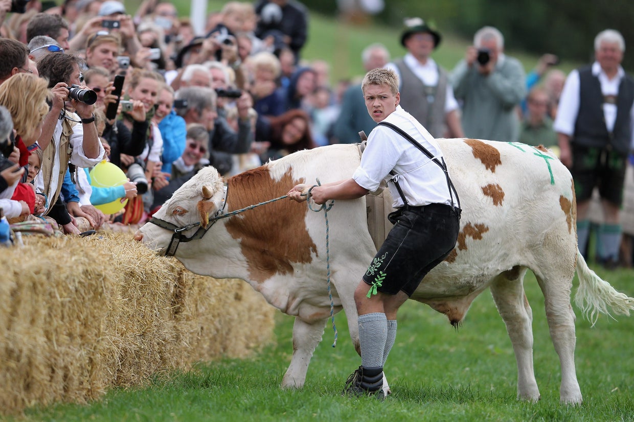 Bavarian Ox Racing Championships