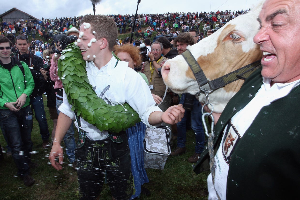 Bavarian Ox Racing Championships