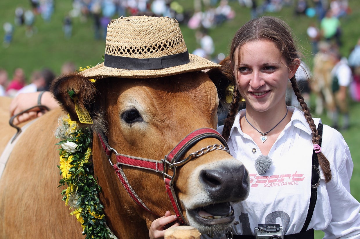 Bavarian Ox Racing Championships