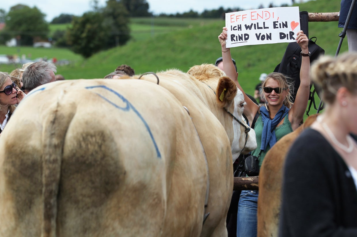 Bavarian Ox Racing Championships