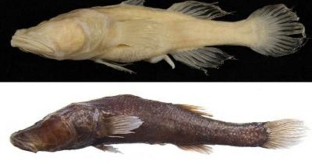 New species of cave fish identified - CBS News