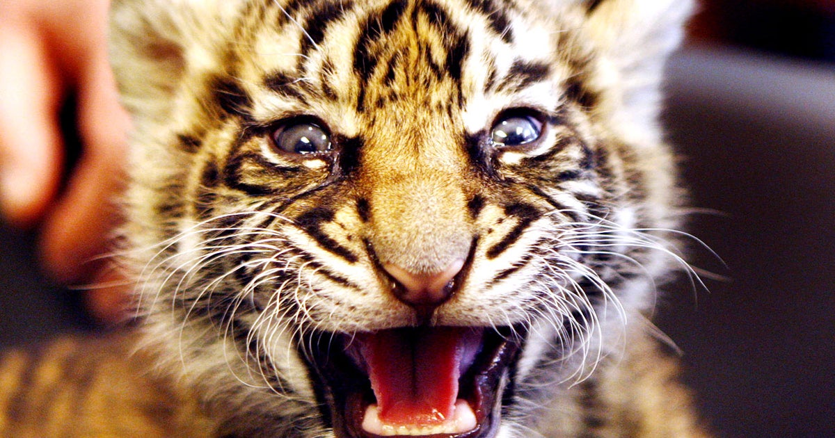 Vietnamese police seize 4 baby tigers in car - CBS News