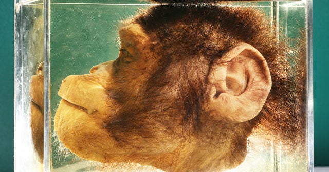 Zoology museum's weird collection